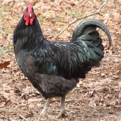 Java Chicken - Breed Profile - Backyard Poultry